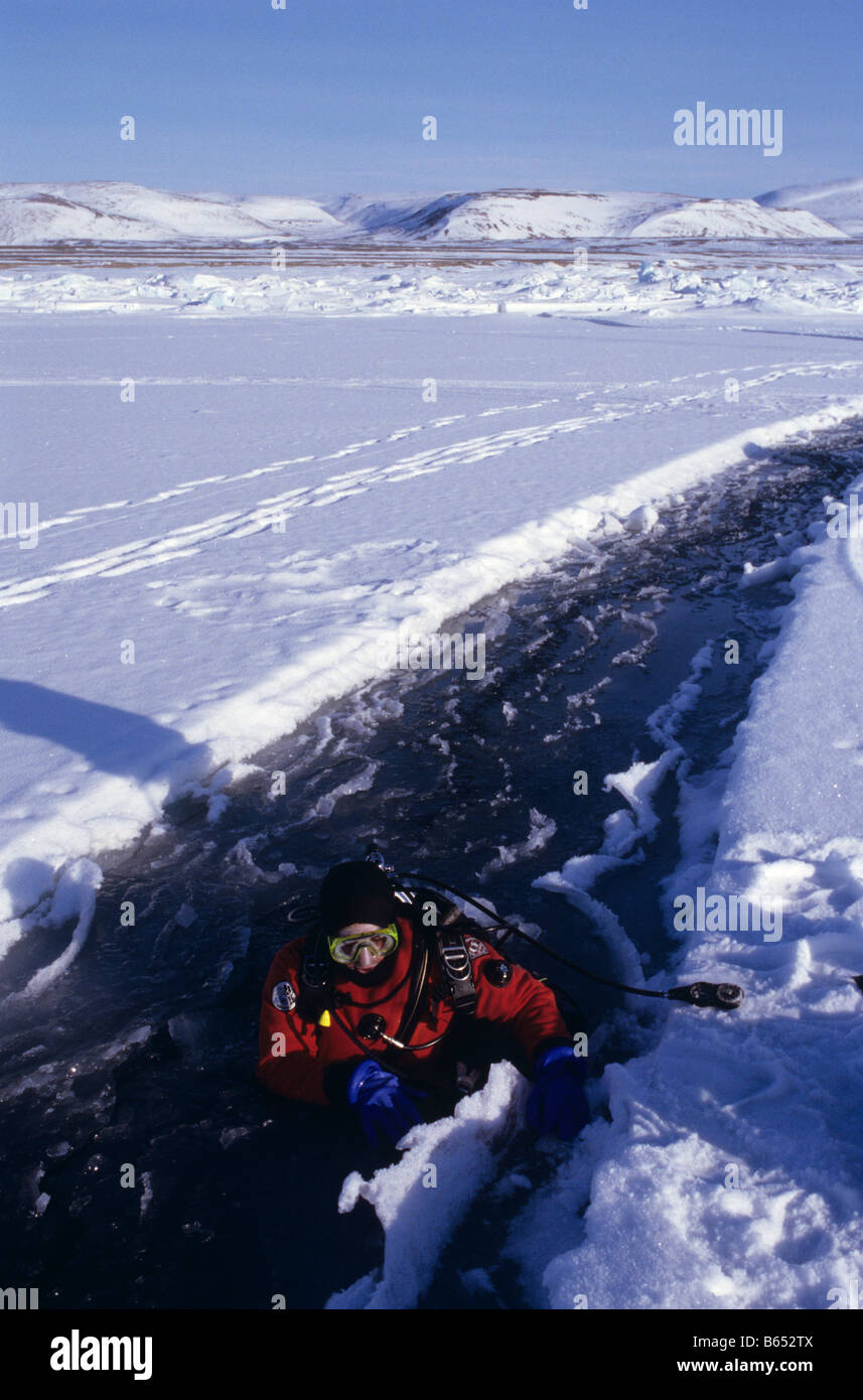 Arctic diver hi-res stock photography and images - Alamy