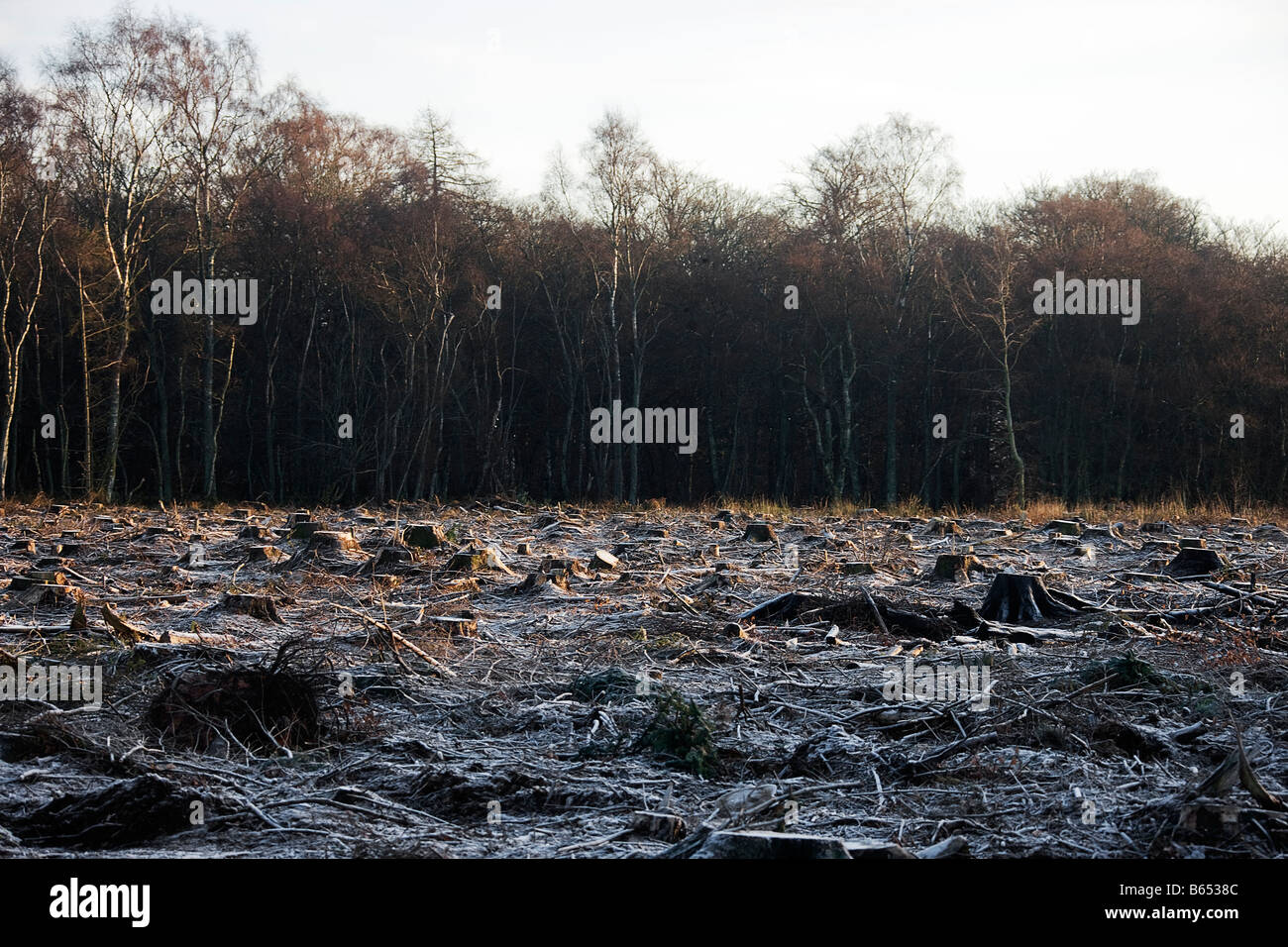 Cutting of trees. The borders.Scotland Stock Photo - Alamy