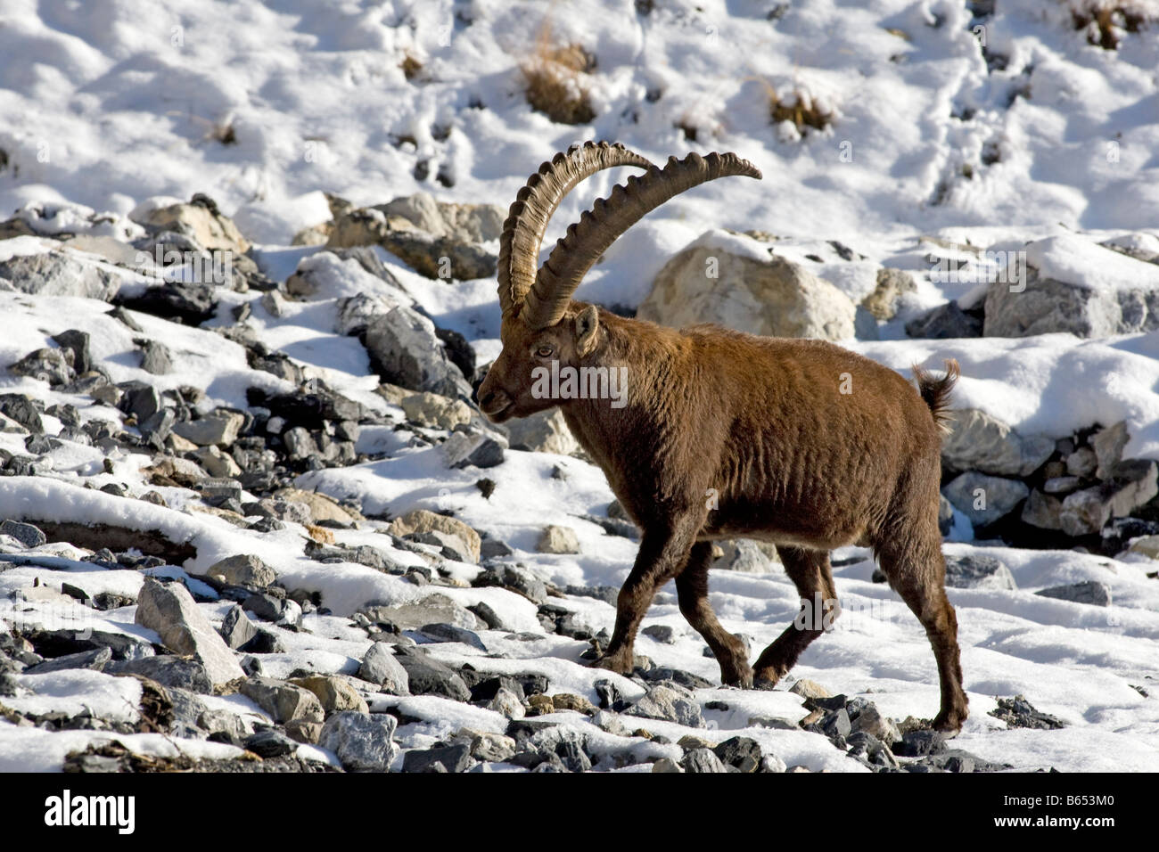 Male ibex in the snow Stock Photo - Alamy
