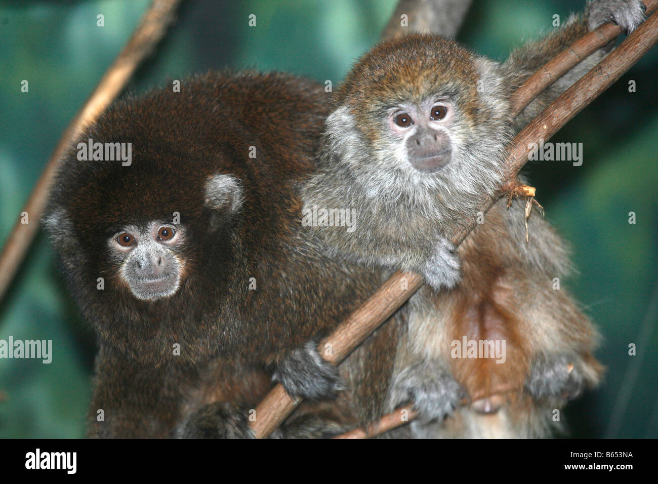Titi Columbia Monkey