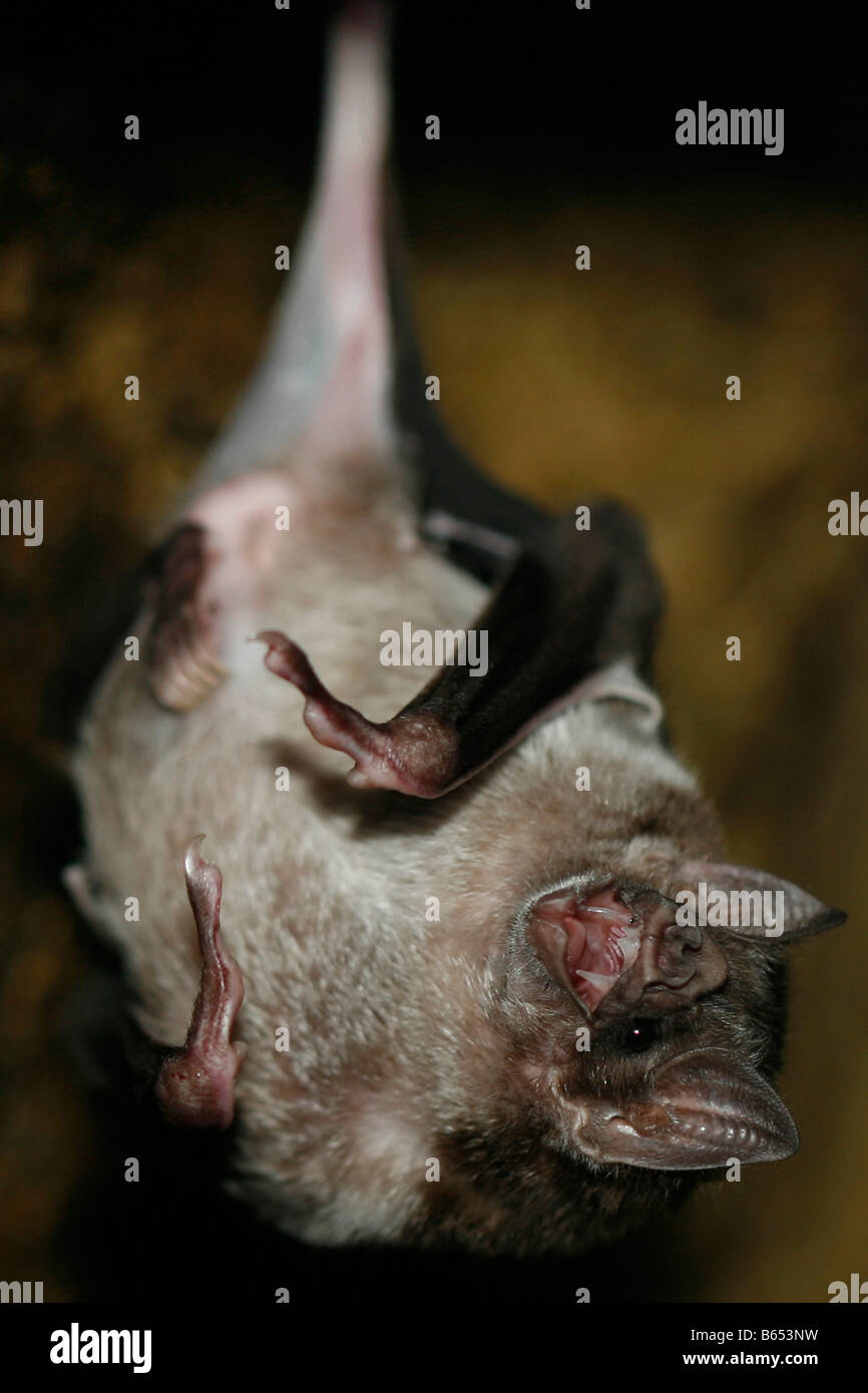 Vampire Bats Arkive