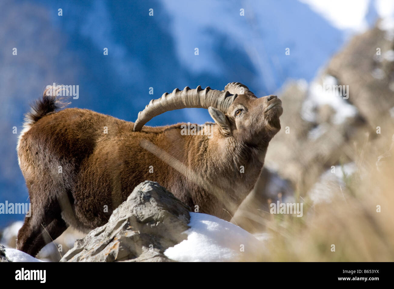 Male Alpine Ibex in the rock Stock Photo - Alamy