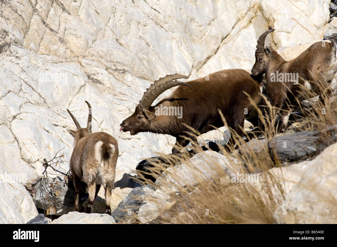 Male ibexes hi-res stock photography and images - Alamy