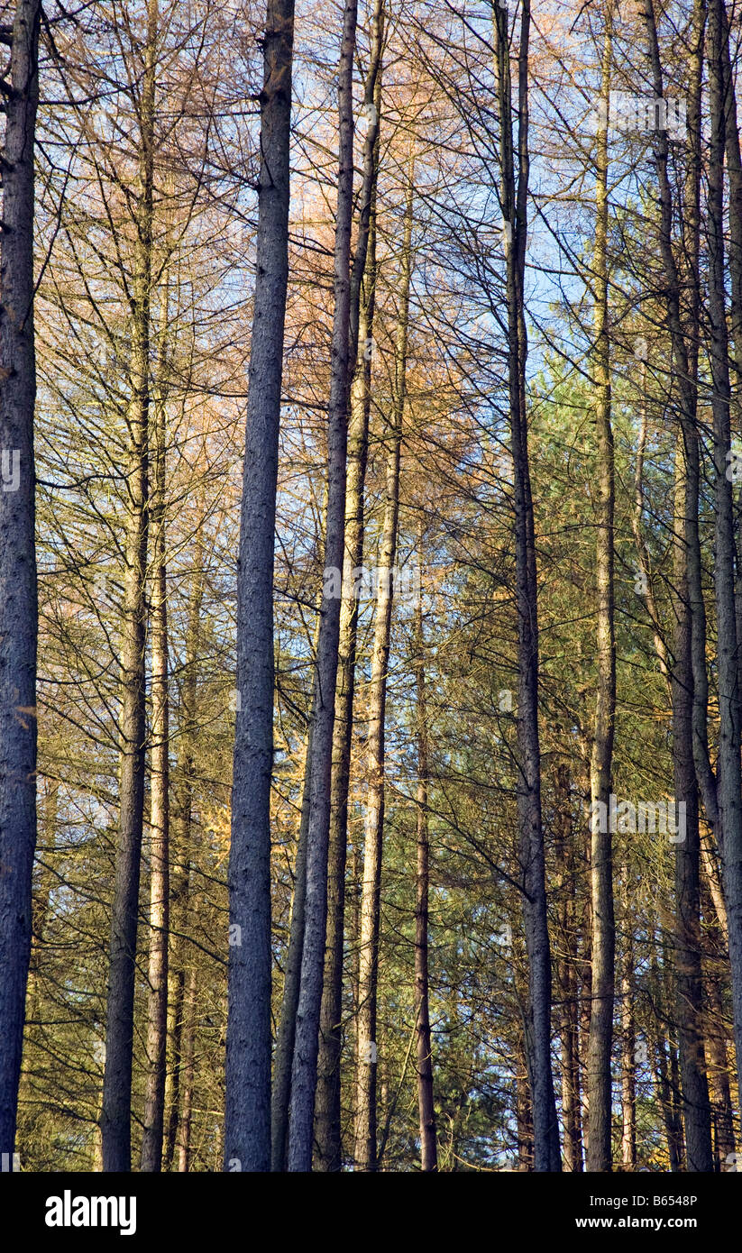 Larch trees autumn hi-res stock photography and images - Alamy