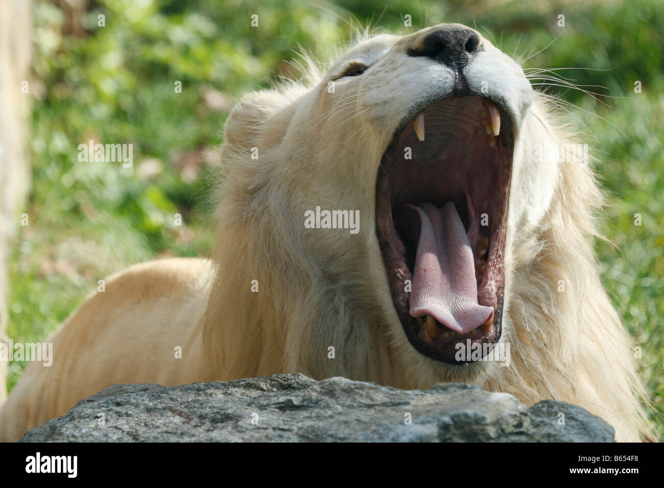 Ferocious lion roar hi-res stock photography and images - Alamy