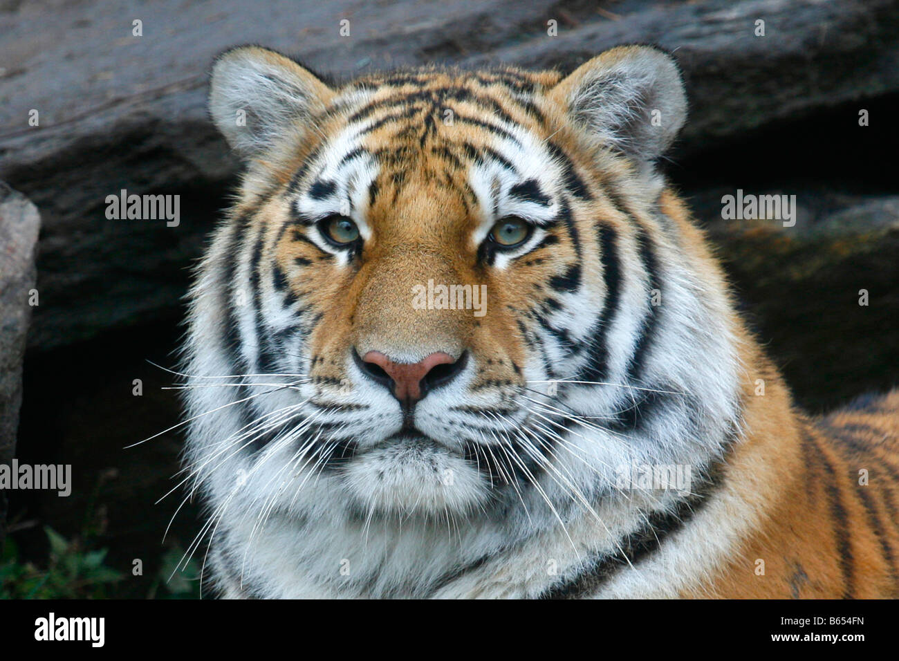 Gorgeous orange tiger staring at the camera Stock Photo - Alamy