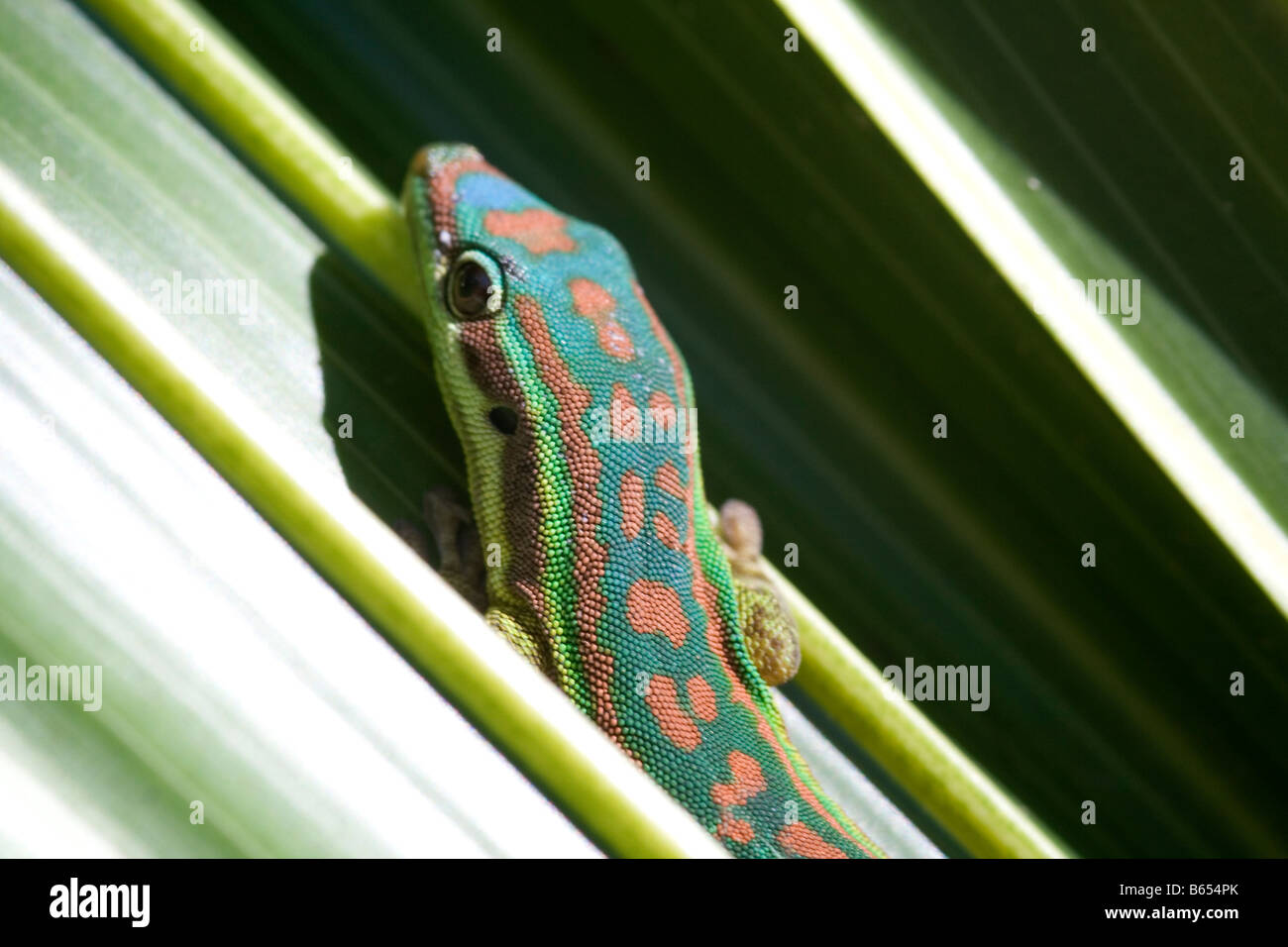 Close up of a Phelsuma day gecko (Phelsuma ornata ornata) sunning ...