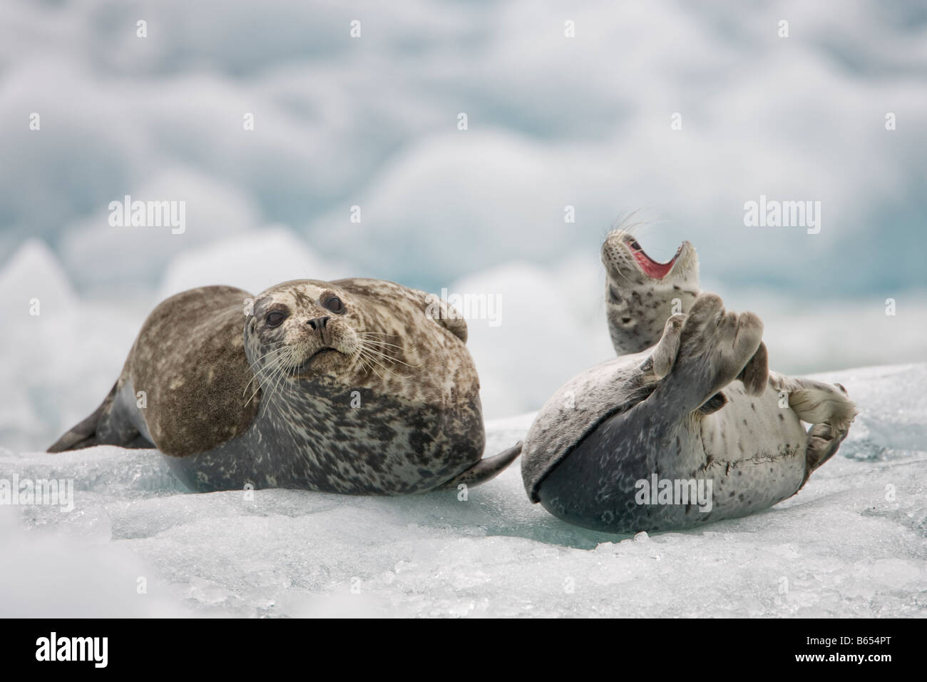 Sawyer glacier and animals hi-res stock photography and images - Alamy