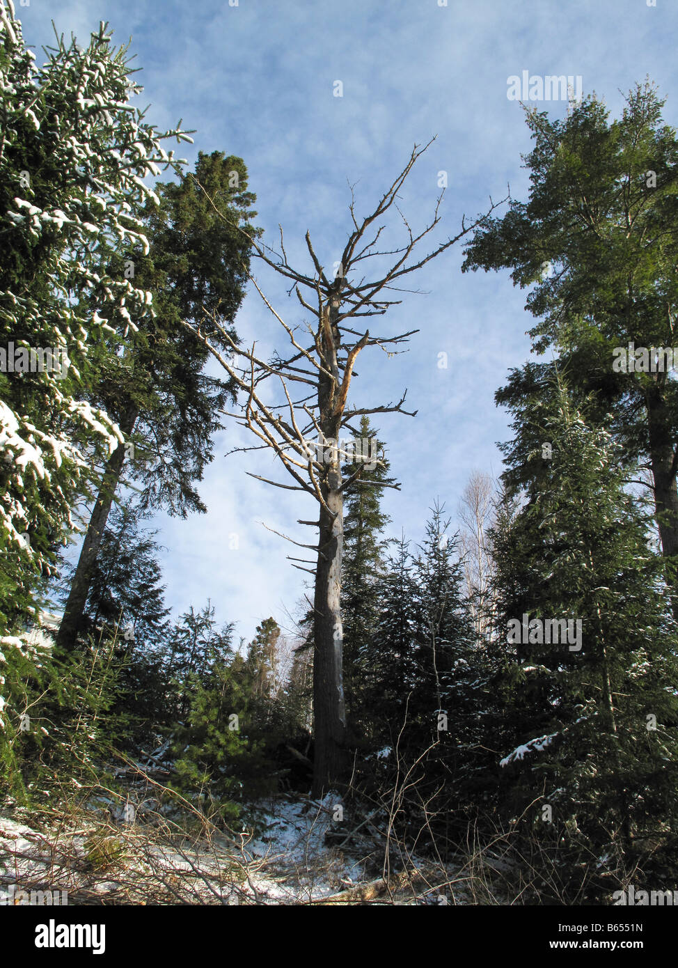 Pine forest clearing hi-res stock photography and images - Alamy