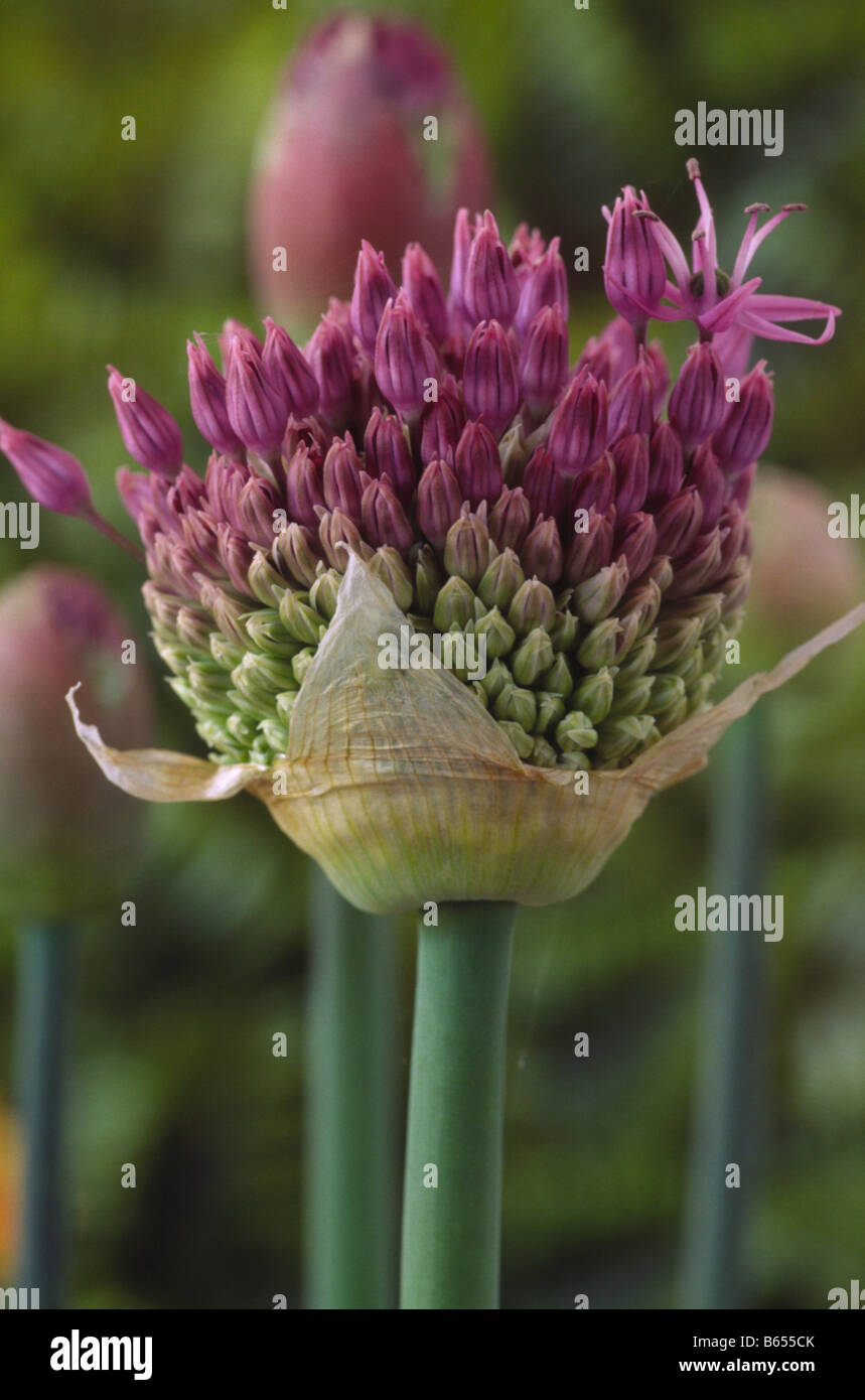 Allium hollandicum 'Purple Sensation' AGM (Ornamental onion) Flowers ...