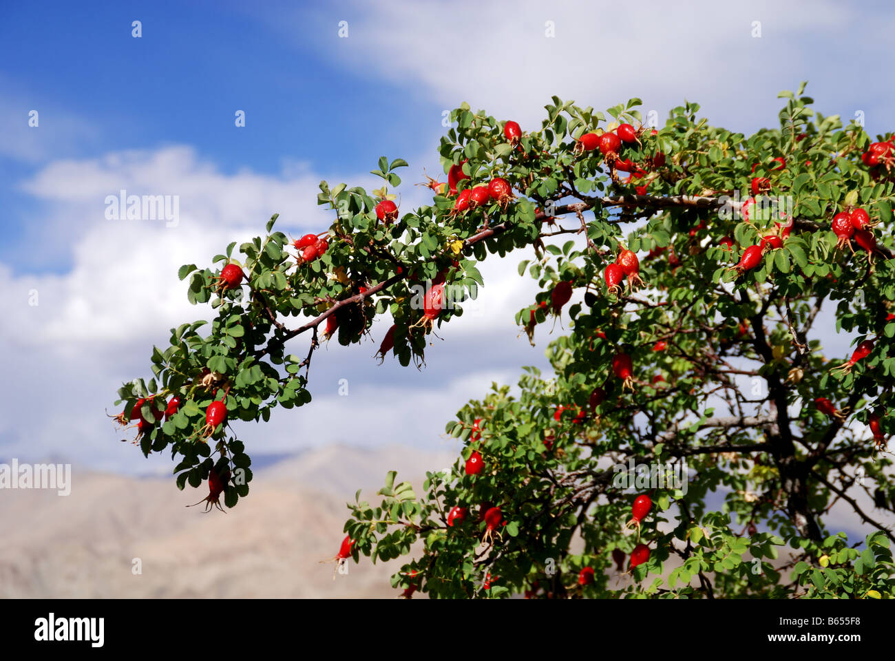 The aggregate fruit of the rose plant, consisting of several dry ...