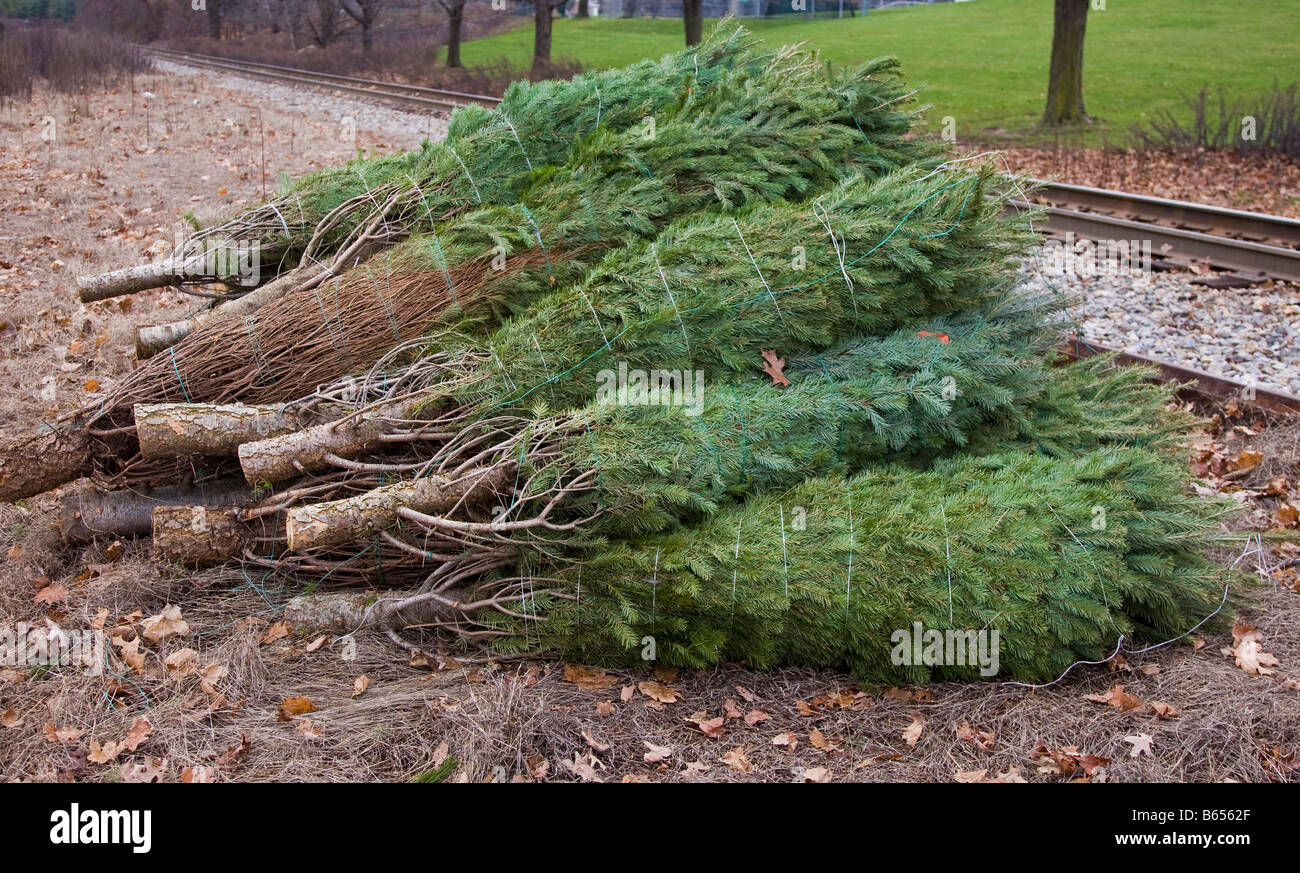 Pile of Christmas trees Stock Photo - Alamy