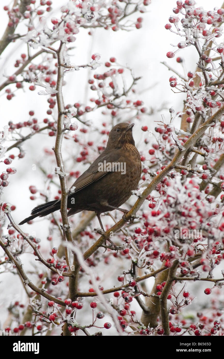 Merla turdus merula hi-res stock photography and images - Alamy