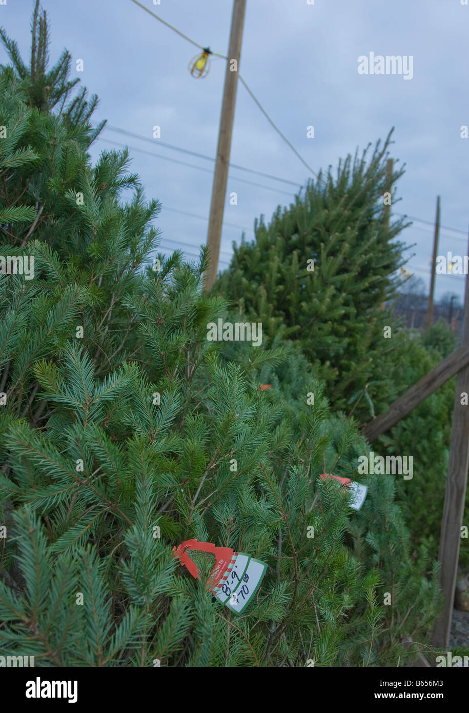 Sale of trees hi-res stock photography and images - Alamy