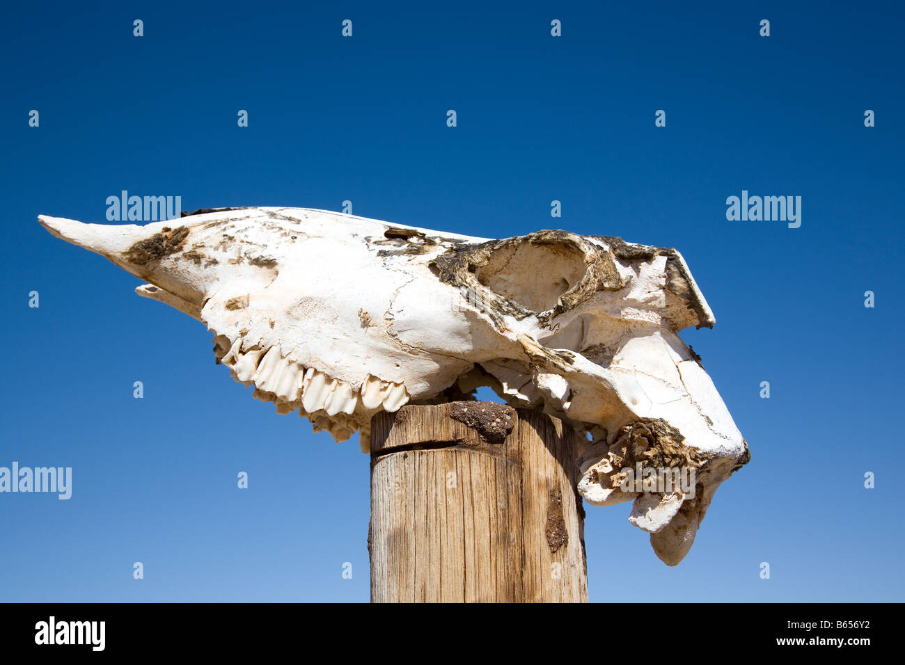 Animal teeth structure hi-res stock photography and images - Alamy