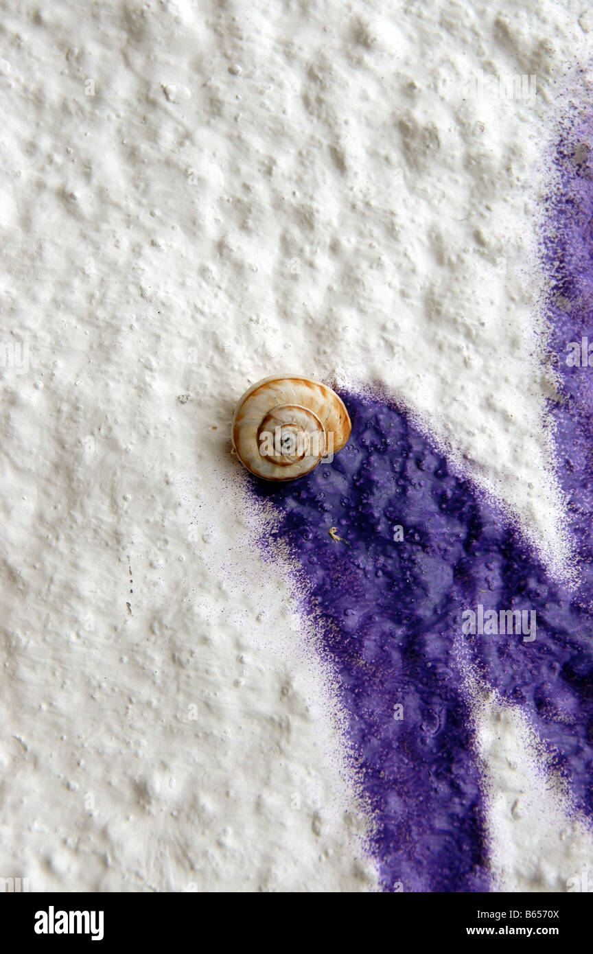 Close up of a snail on whitewashed wall with graffiti Stock Photo - Alamy