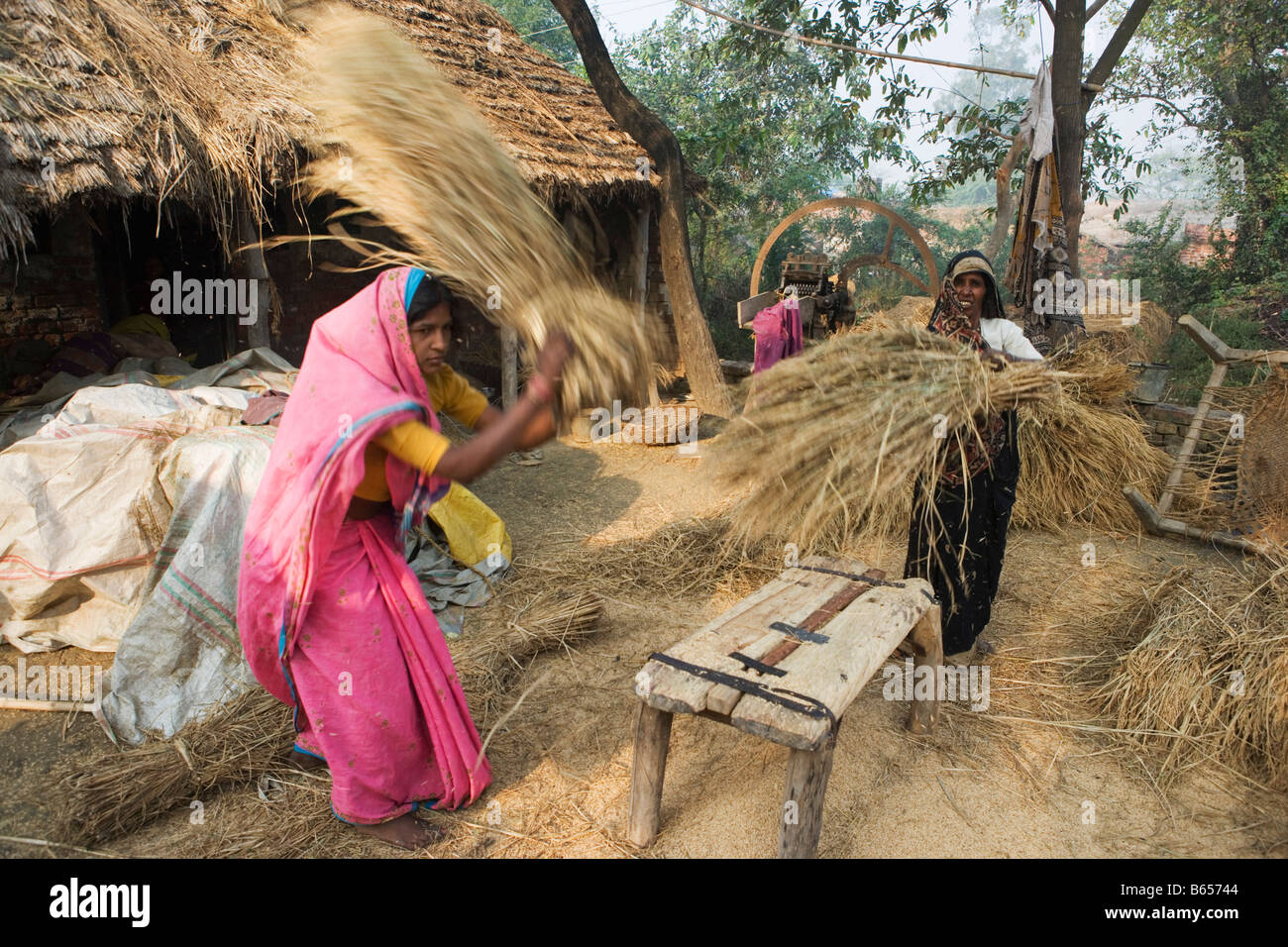 India, Lucknow, Uttar Pradesh, Countryside near Rae Bareli, Hitting the ...