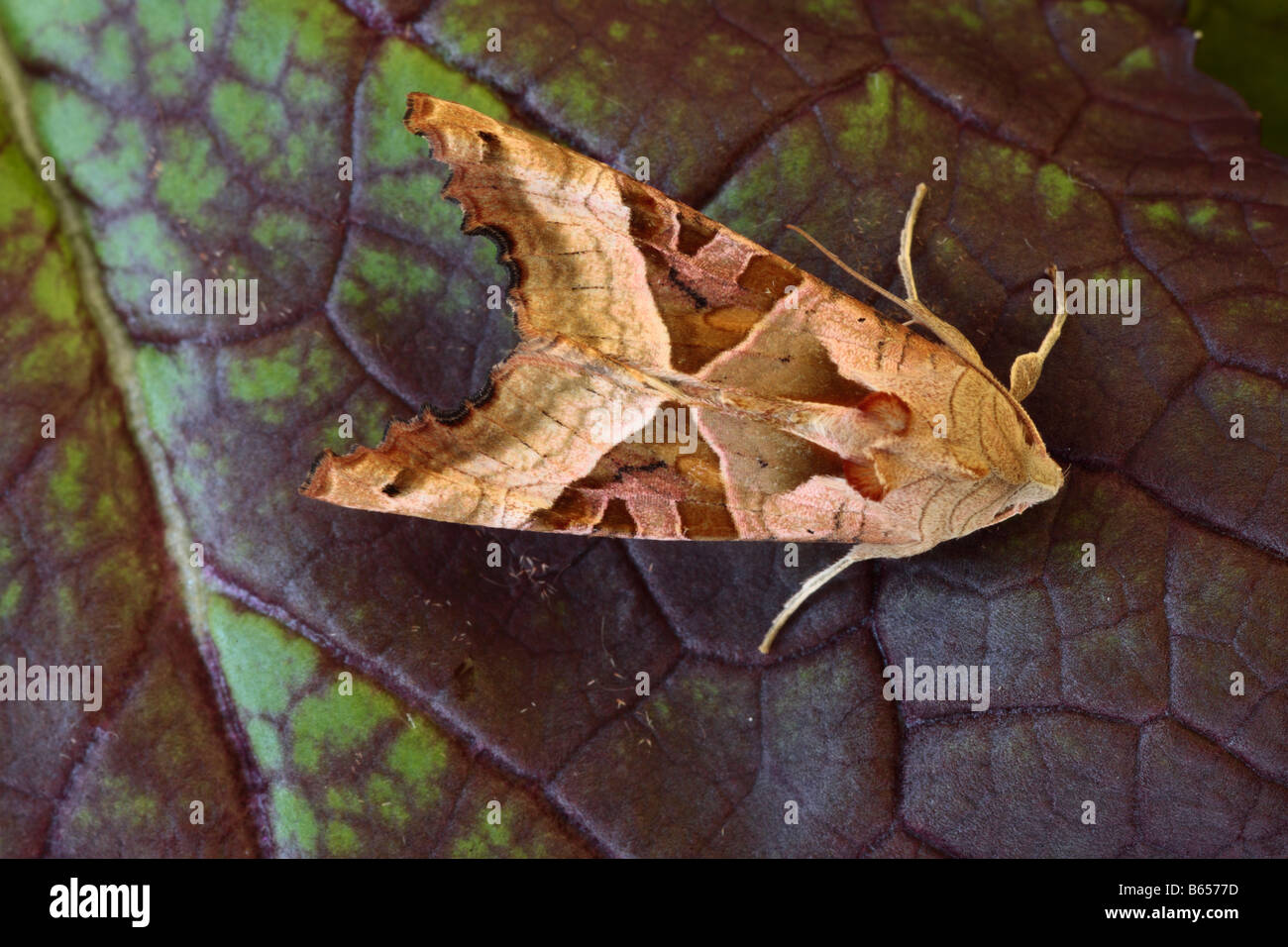 Angle shades moth hi-res stock photography and images - Alamy