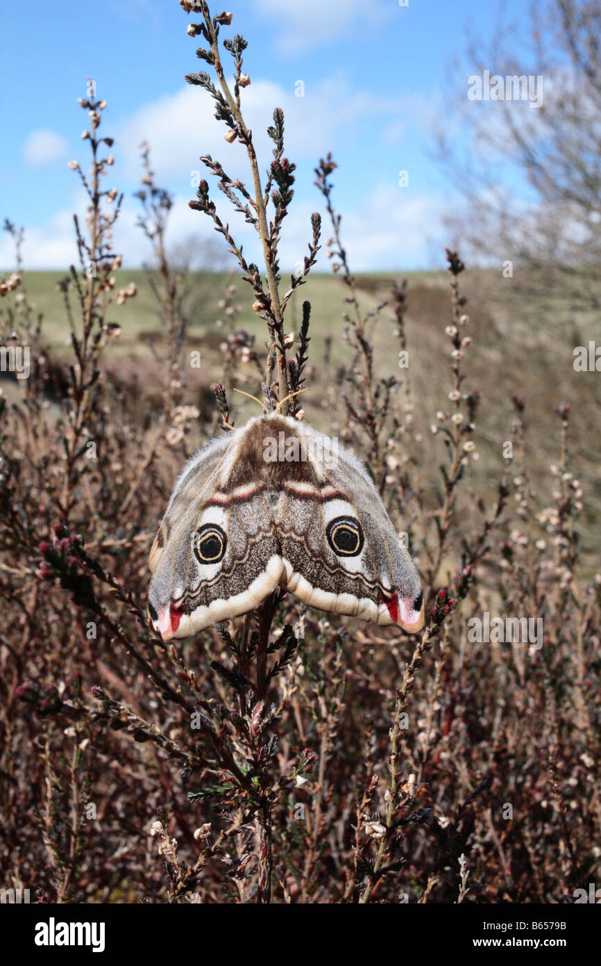 Virgin female Emperor Moth (Saturnia pavonia) on Heather (Calluna ...