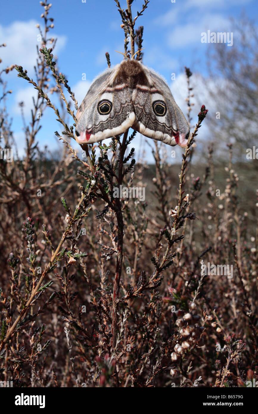 Virgin female Emperor Moth (Saturnia pavonia ) on Heather (Calluna ...