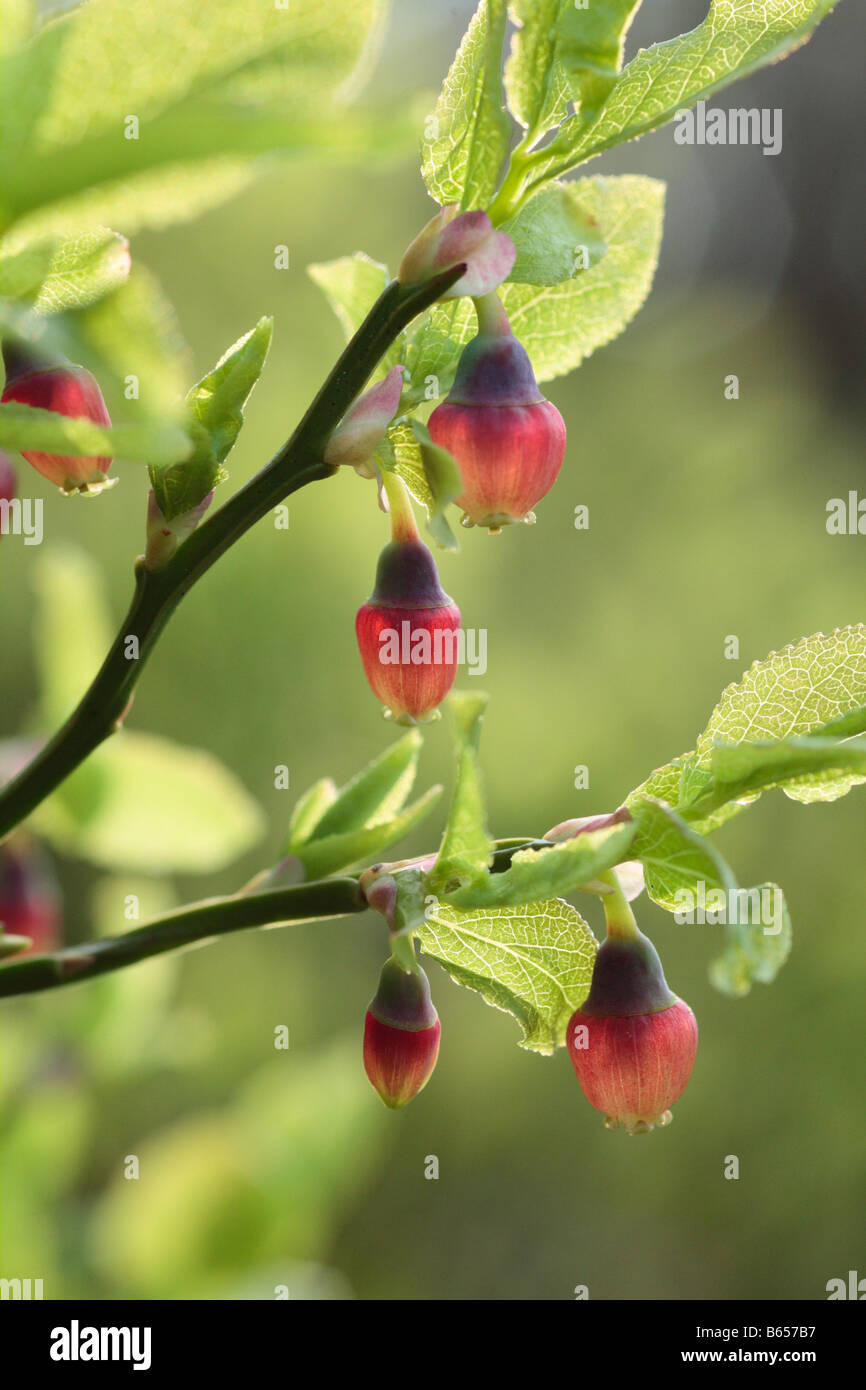 Vaccinium Myrtillus Flower High Resolution Stock Photography and Images ...