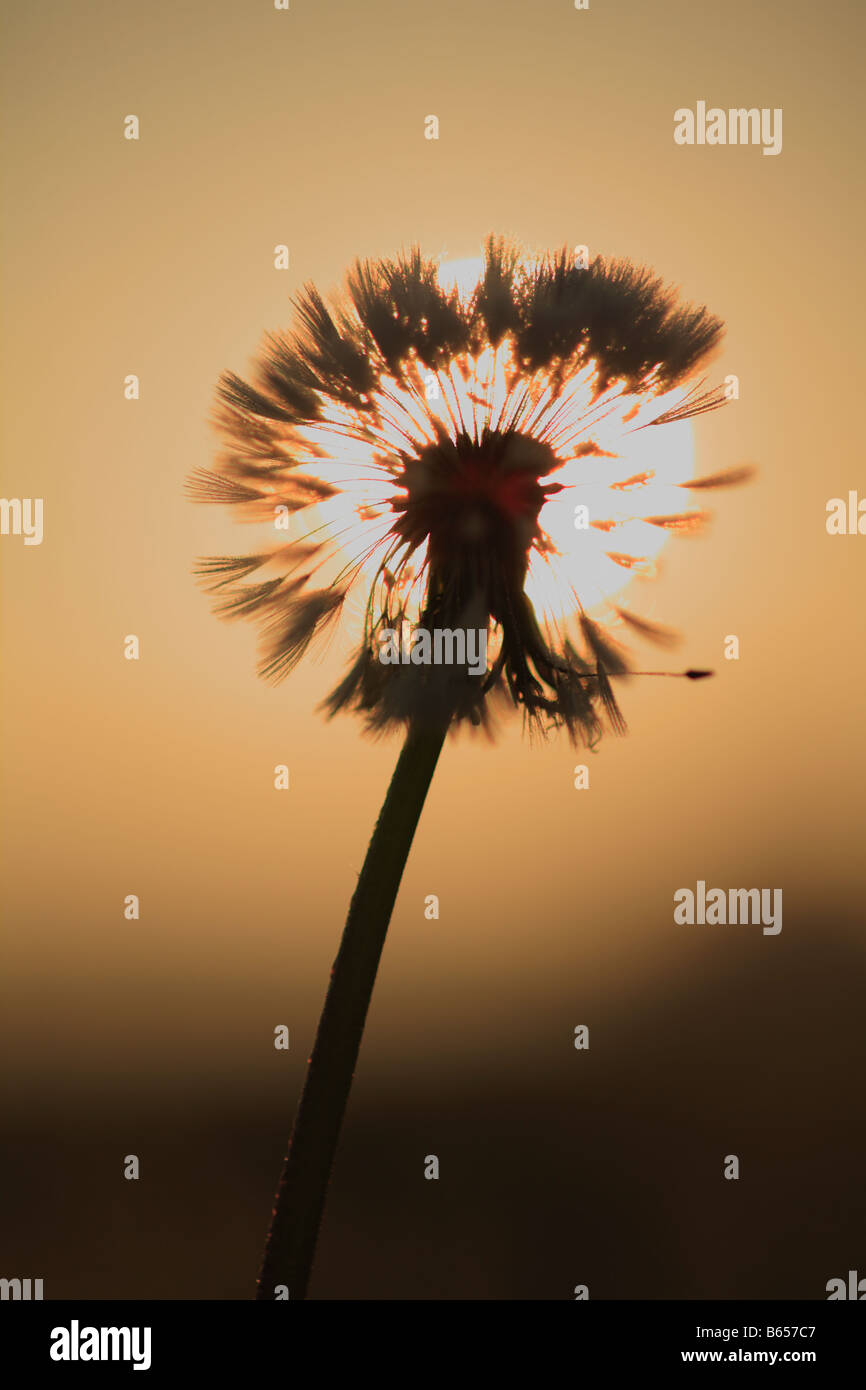 Dandelion seed clock hi-res stock photography and images - Alamy