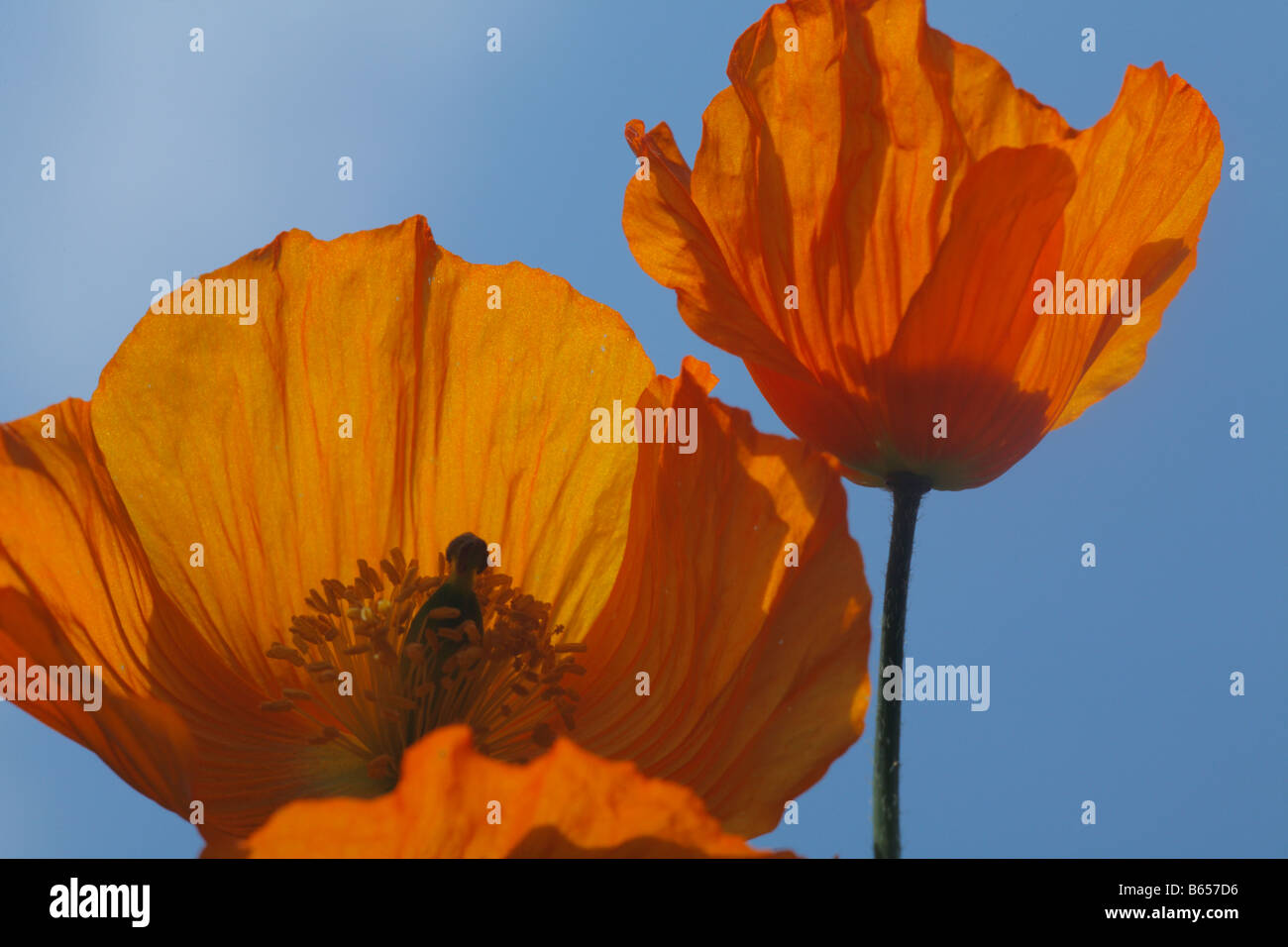 Meconopsis cambrica blue hi-res stock photography and images - Alamy