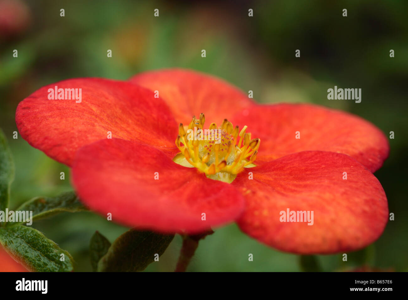Flower of Potentilla fruticosa 'Red Ace' Garden shrub. Powys, Wales ...