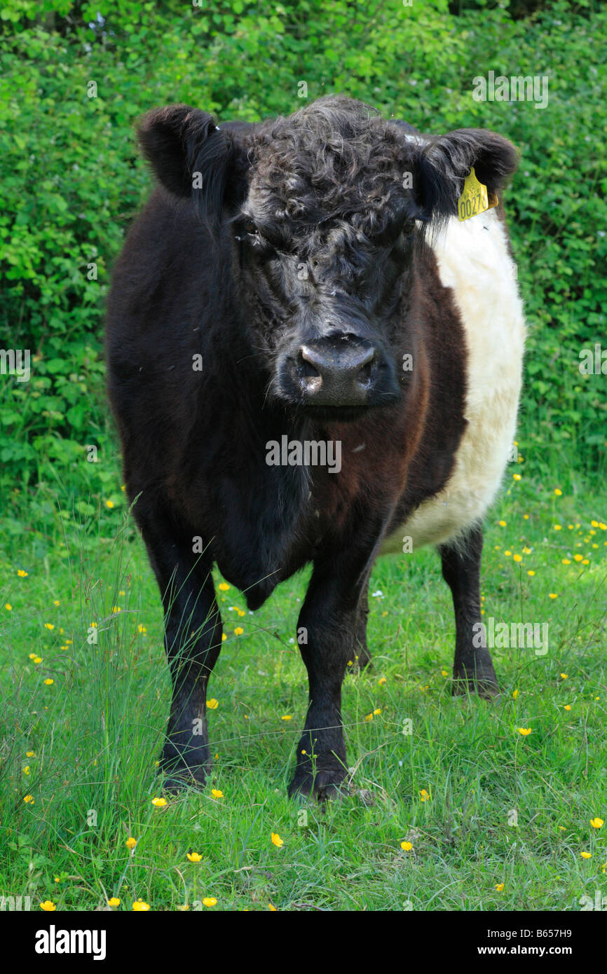 Belted Galloway cow at Clattinger Farm nature reserve, Wiltshire ...
