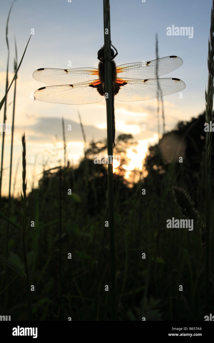 Four winged insect hi-res stock photography and images - Alamy
