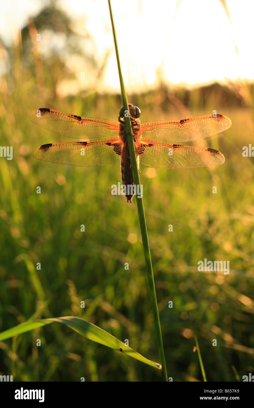 Four-spot Chaser Dragonfly (Libellula quadrimaculata). Roosting at dusk ...
