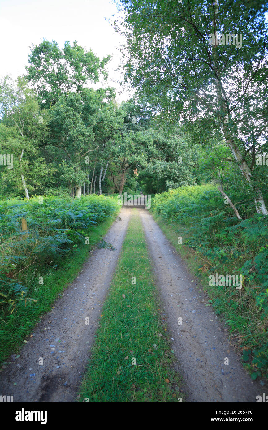 Peddar's way breckland hi-res stock photography and images - Alamy