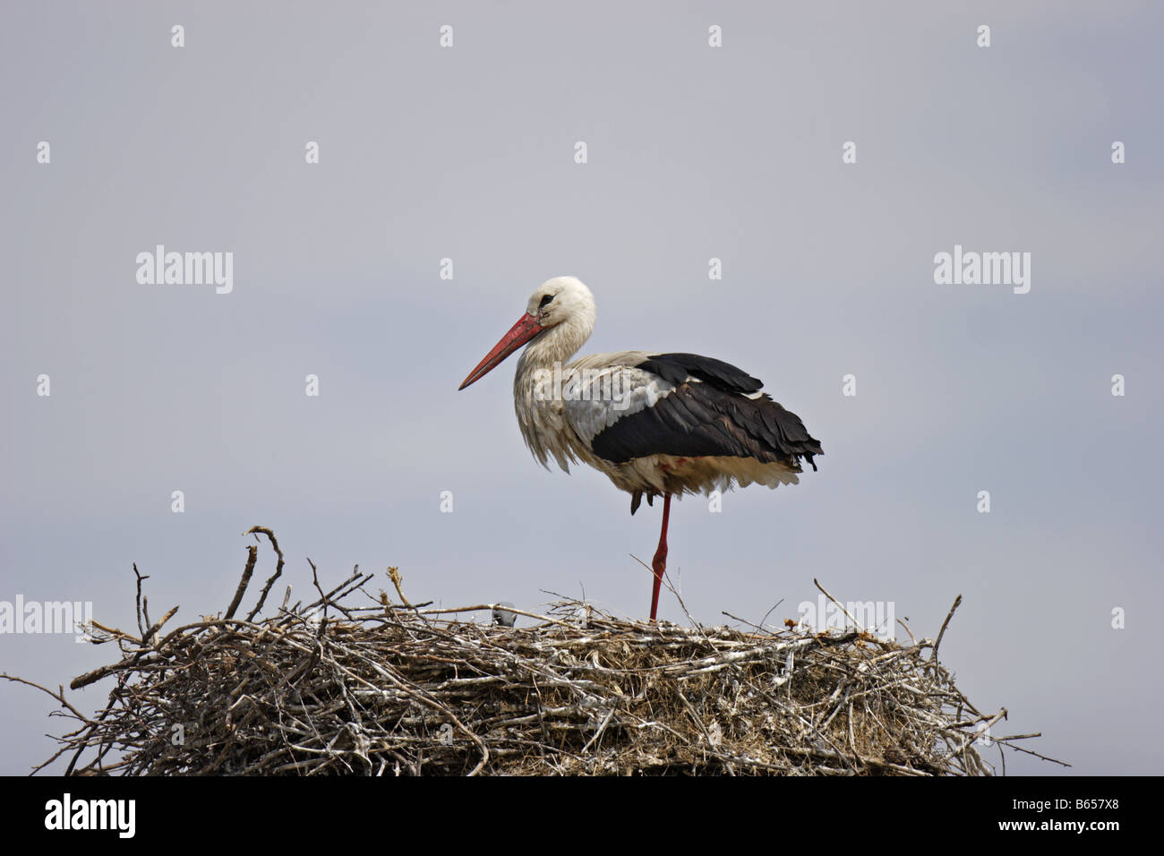 Storch storch storch storch hi-res stock photography and images - Alamy