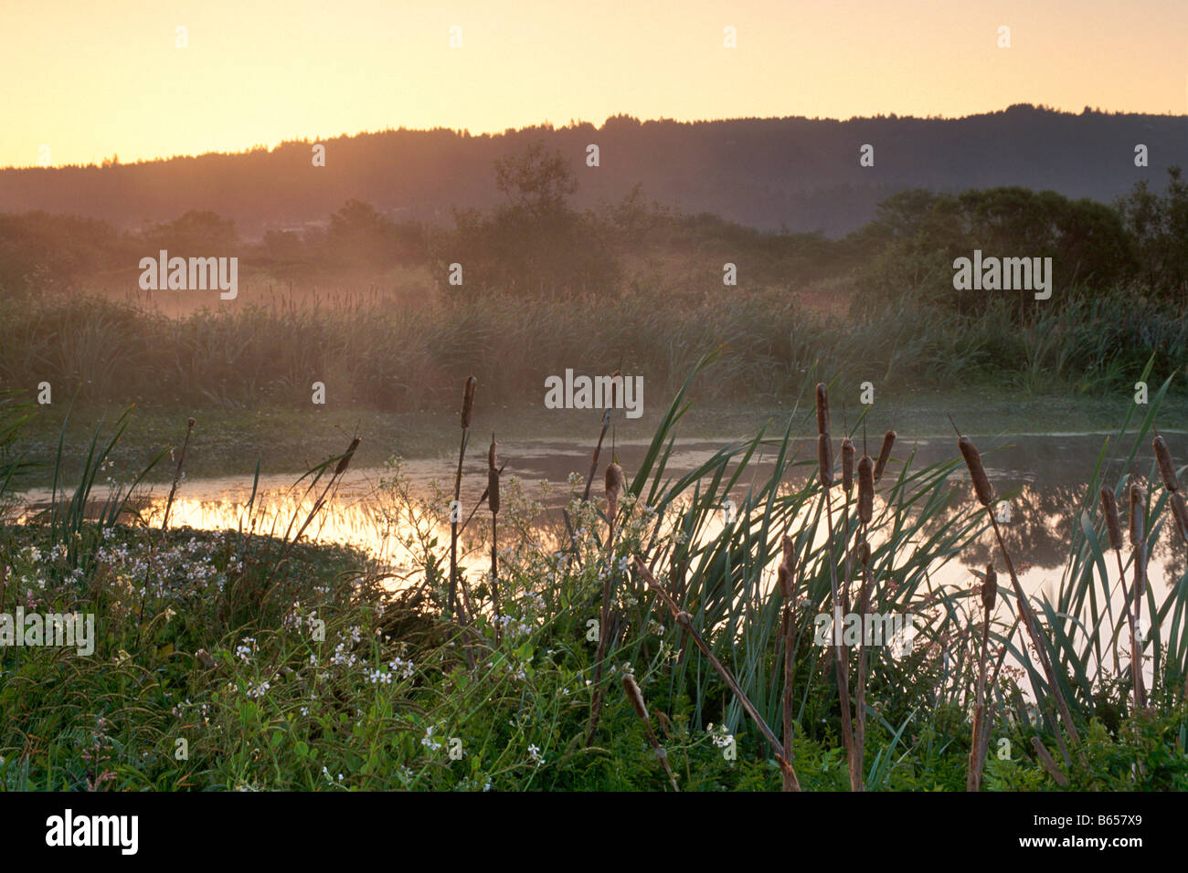 Freshwater marsh ecosystem hi-res stock photography and images - Alamy