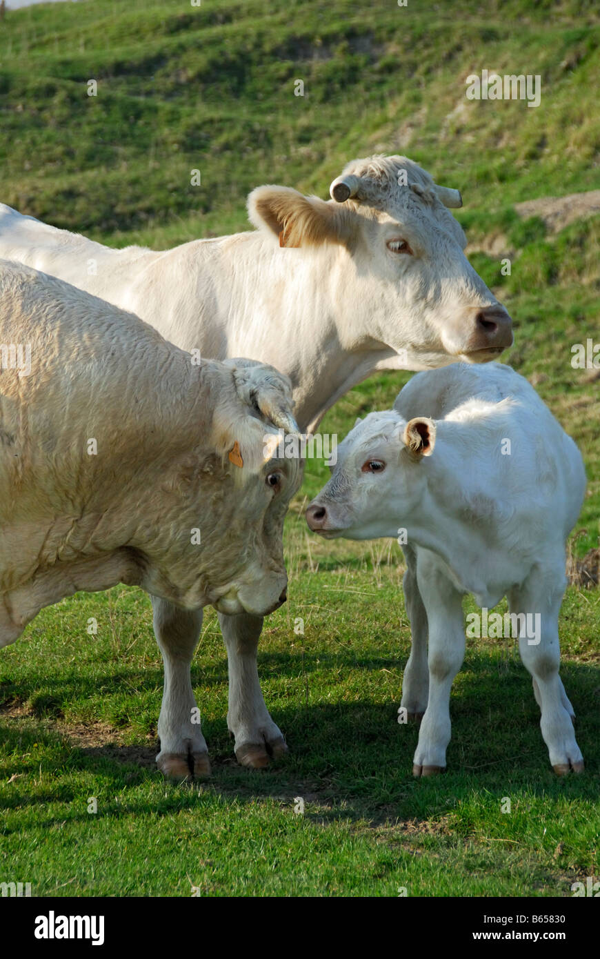 Normandy calf hi-res stock photography and images - Alamy