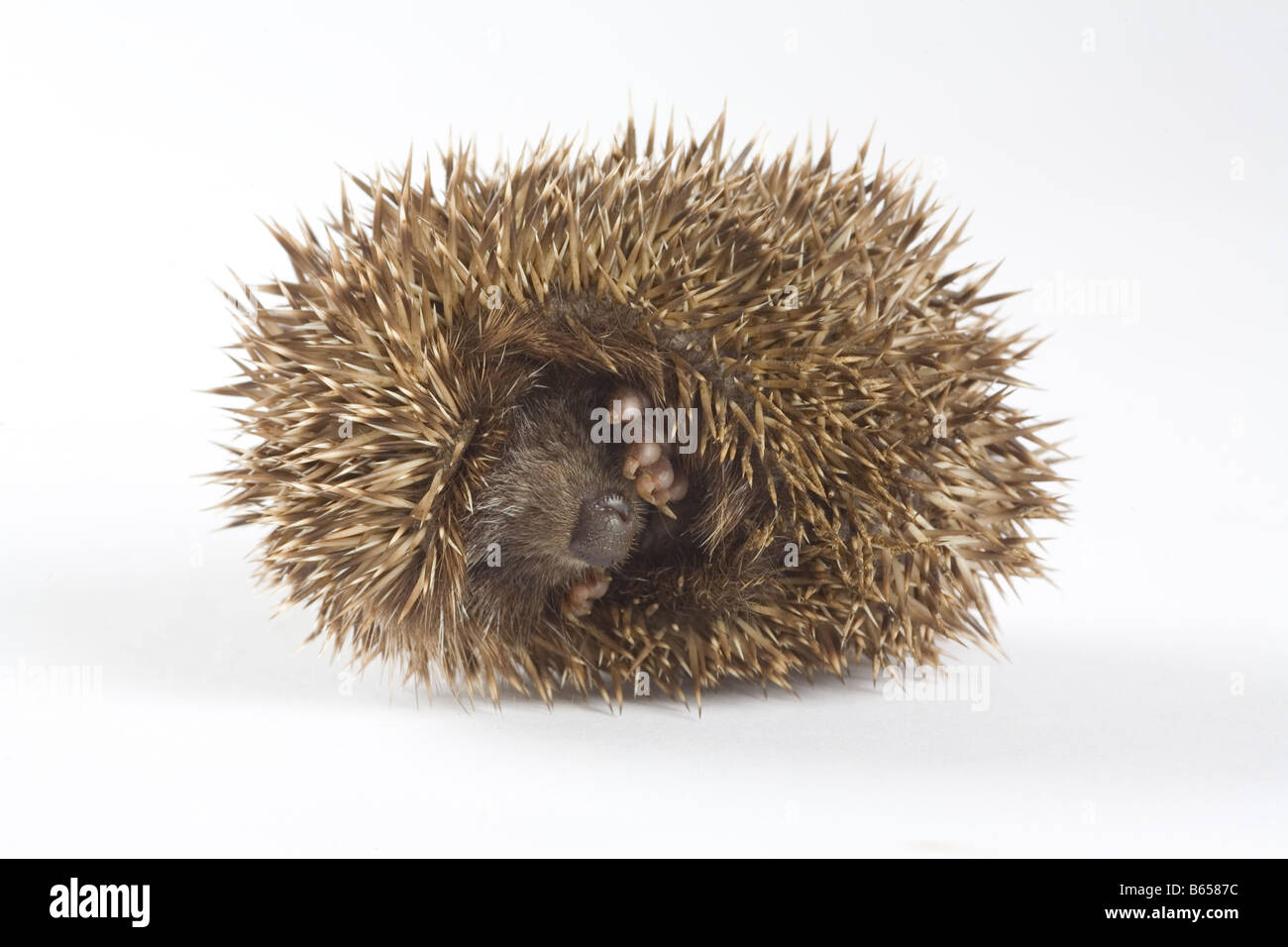 Young hedgehog in front of a white background Stock Photo - Alamy