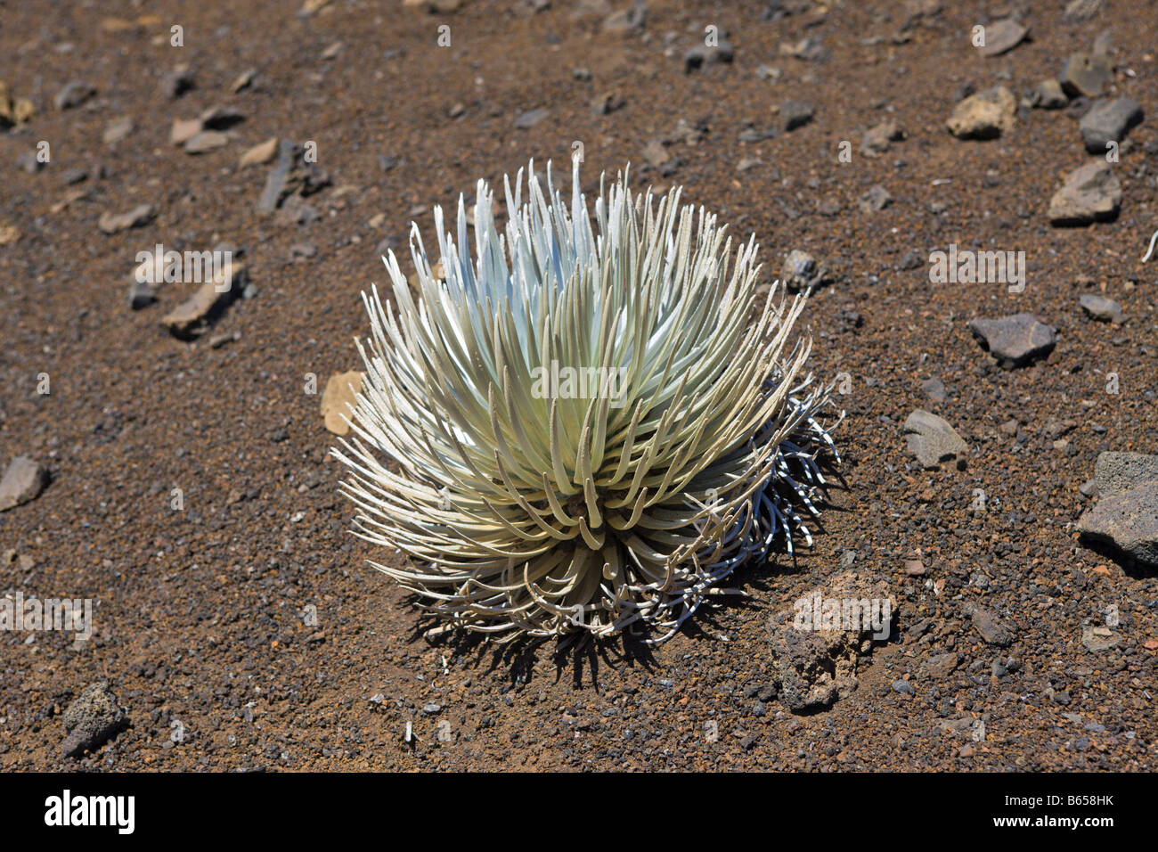 Lava volcano plant hi-res stock photography and images - Alamy