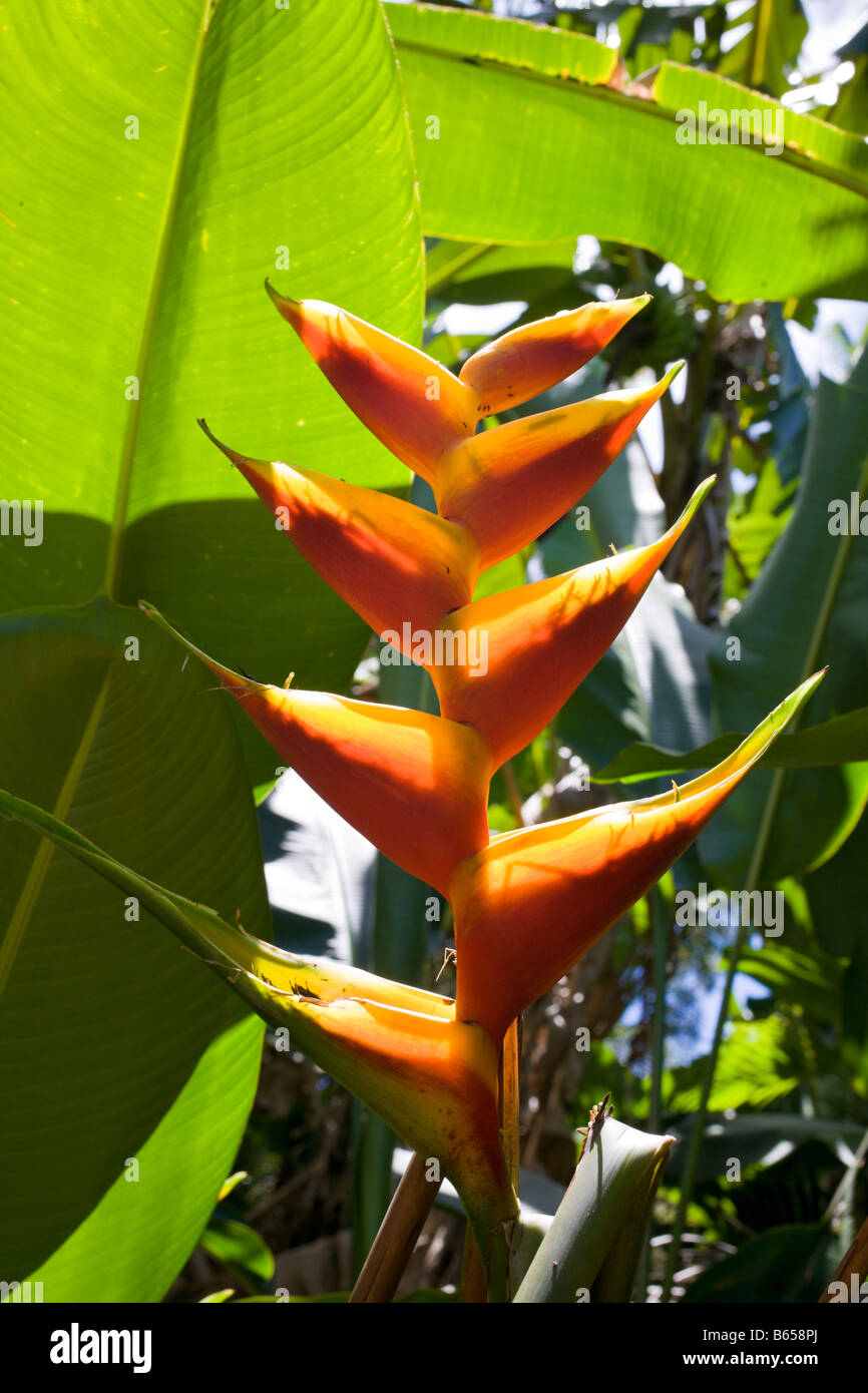 Heliconia Plant Stock Photos & Heliconia Plant Stock Images - Alamy