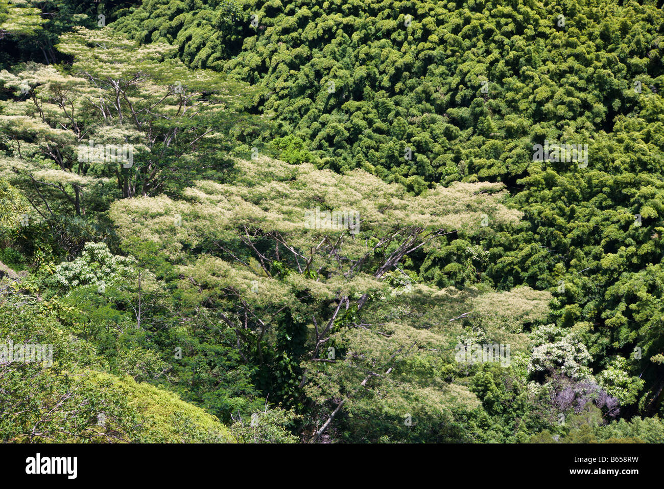 Maui hawaii bamboo forest hi-res stock photography and images - Alamy