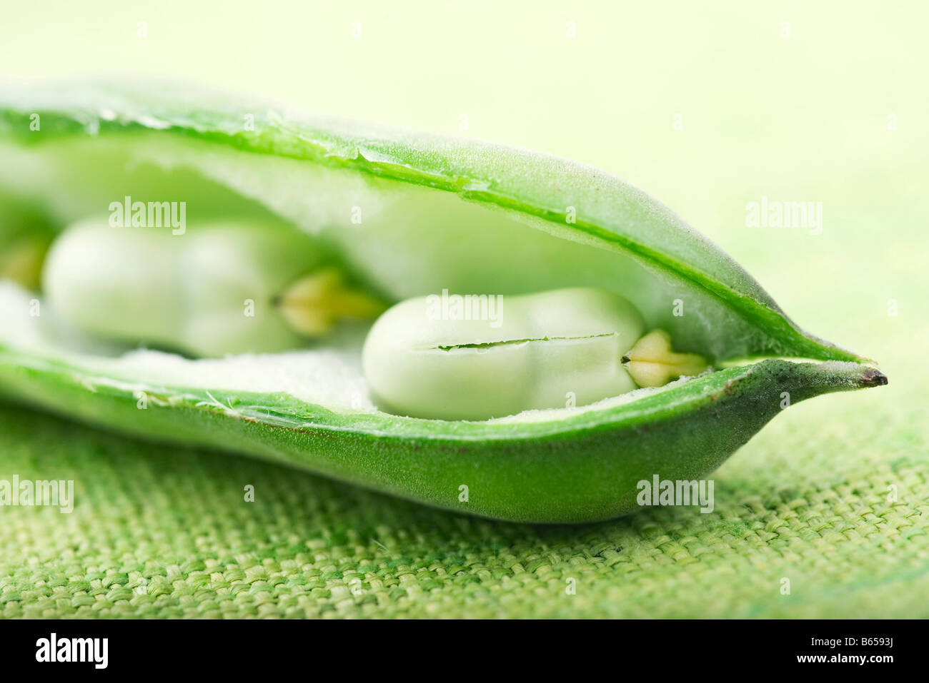 Fuzzy seed pods hi-res stock photography and images - Alamy