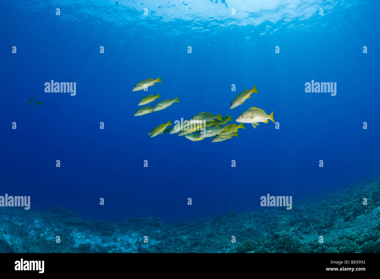 Bluestripe Snapper Lutjanus kasmira Molokini Crater Maui Hawaii USA ...