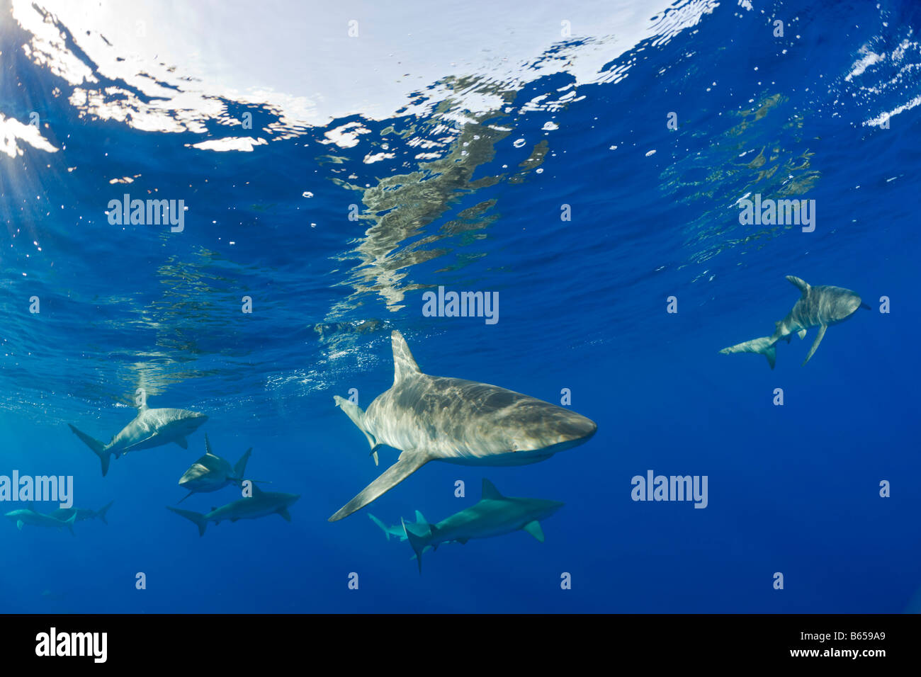 Galapagos sharks hi-res stock photography and images - Alamy