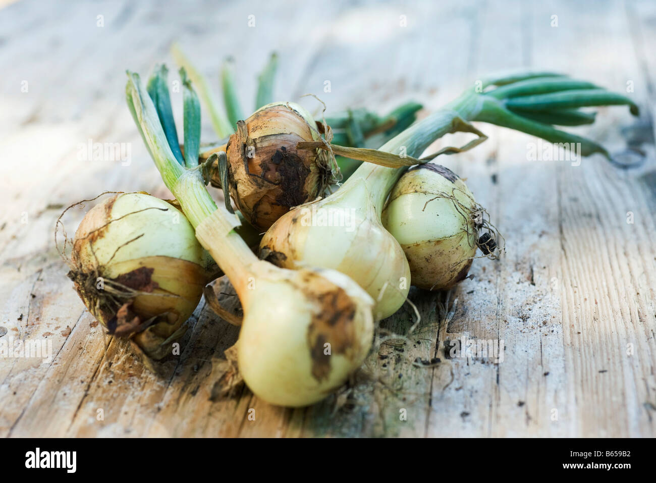 Uprooted vegetables hi-res stock photography and images - Alamy
