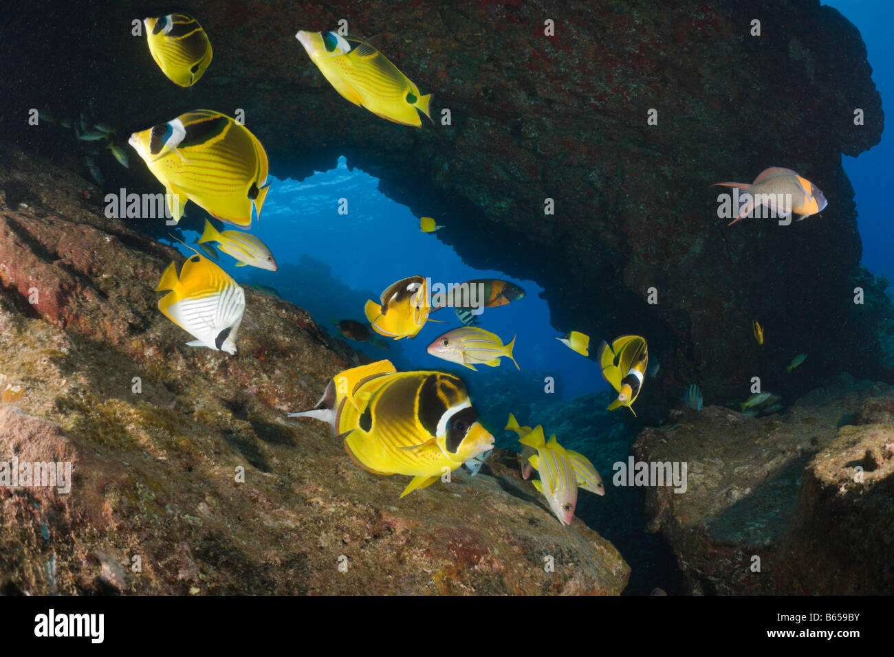 Racoon Butterflyfishes Chaetodon lunula Cathedrals of Lanai Maui Hawaii ...