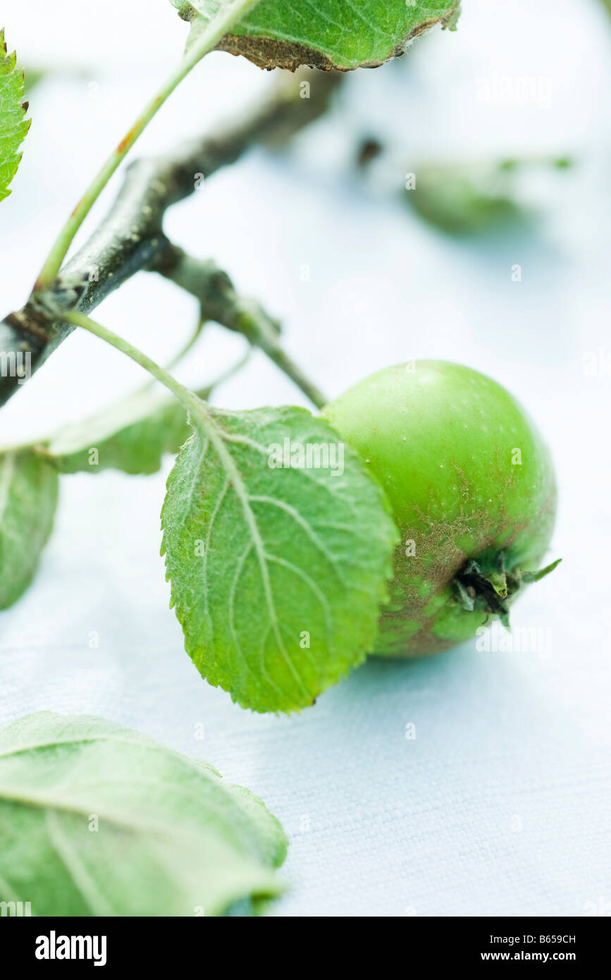 Organic apple on branch Stock Photo - Alamy