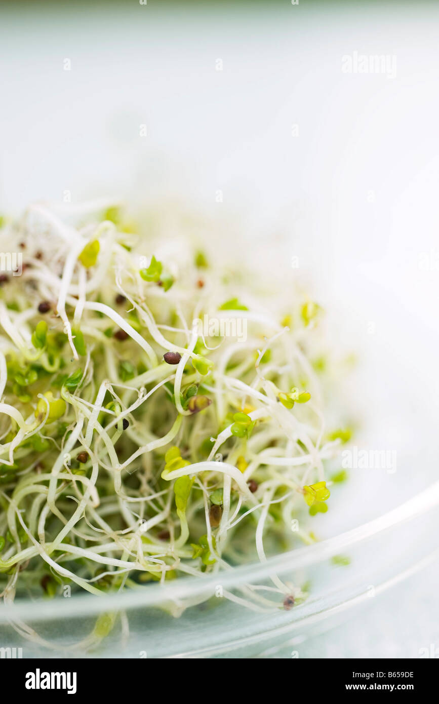 Alfalfa sprouts, close-up Stock Photo - Alamy