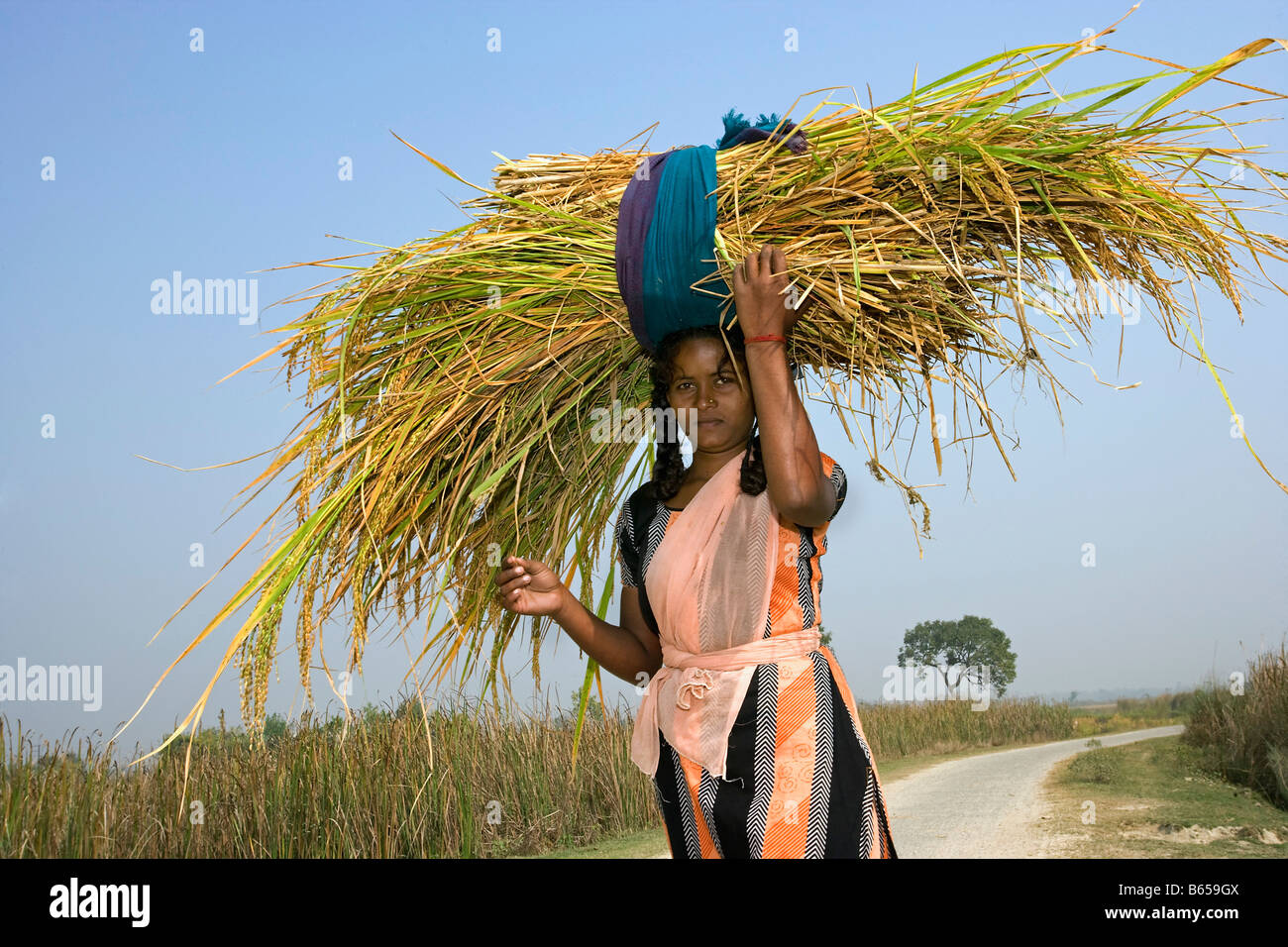 India lucknow uttar pradesh countryside hi-res stock photography and ...