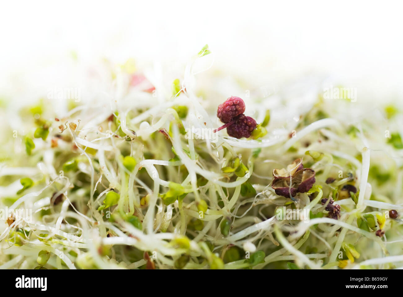 Alfalfa sprouts, close-up Stock Photo - Alamy