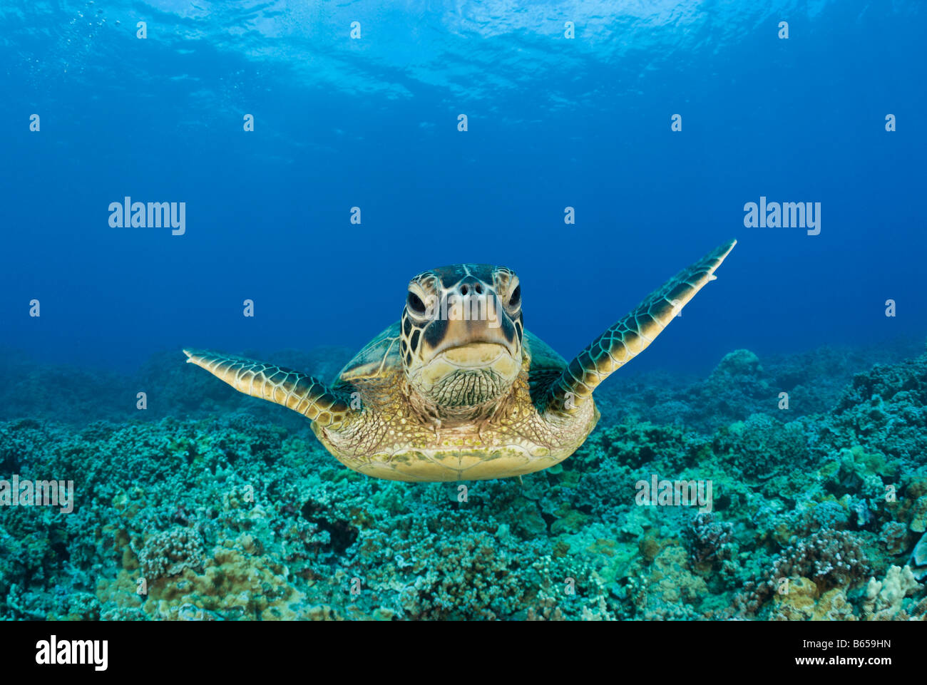 Chelonia mydas hi-res stock photography and images - Alamy