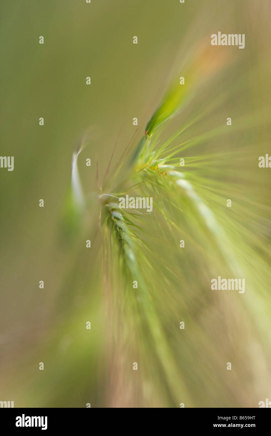 Wheat husks hi-res stock photography and images - Alamy